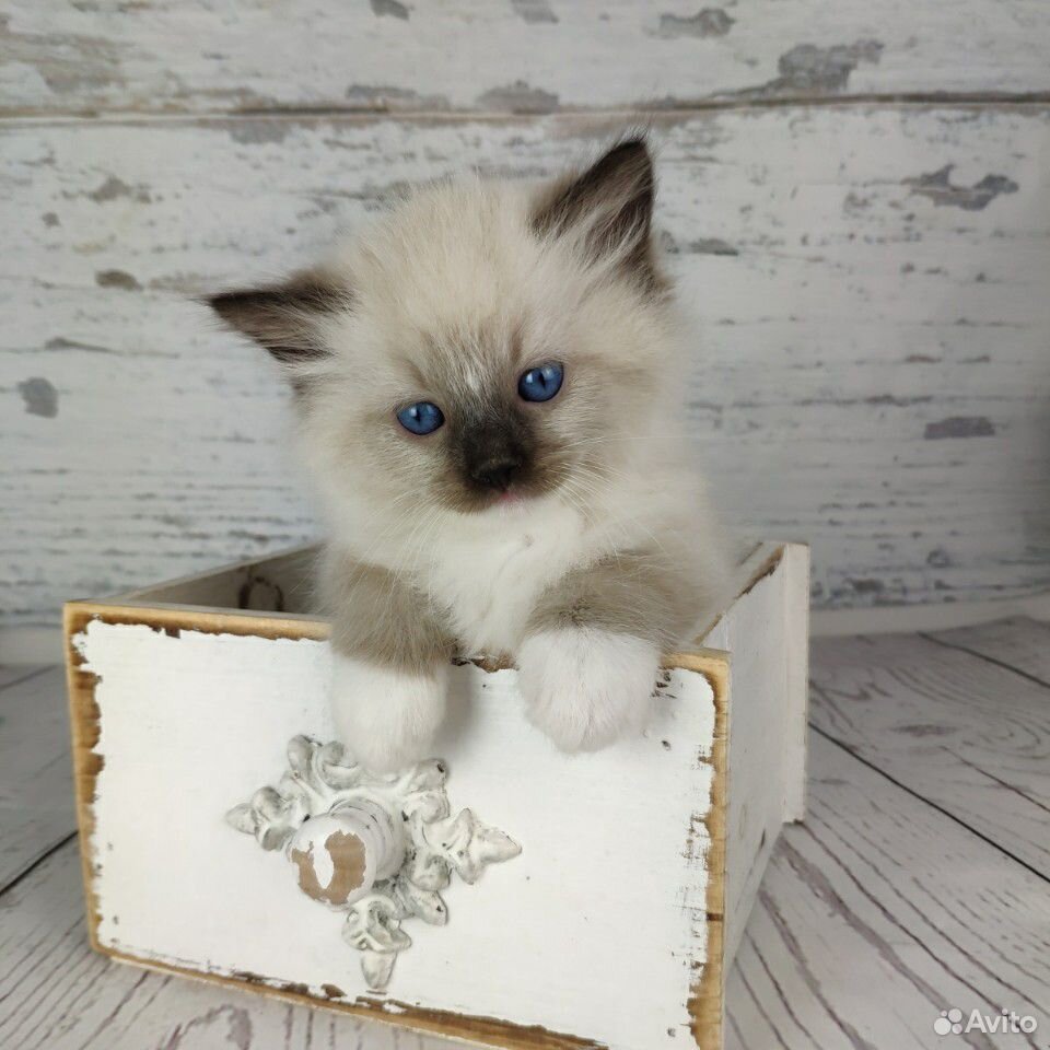 Каспер рэгдолл мальчик 2 месяца