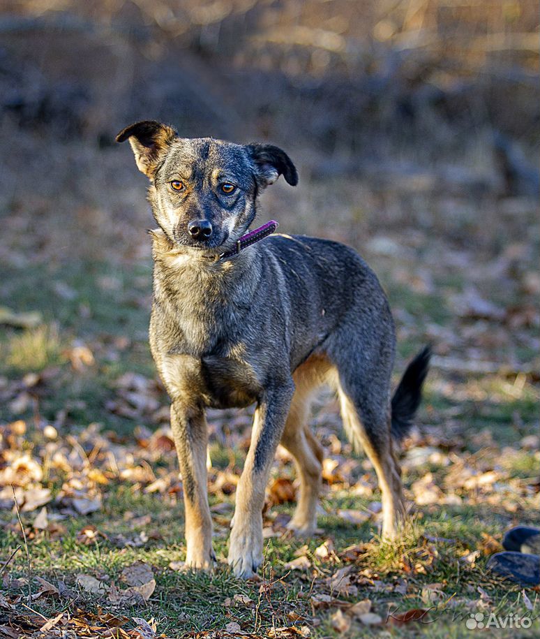 Чапа - сабака для души