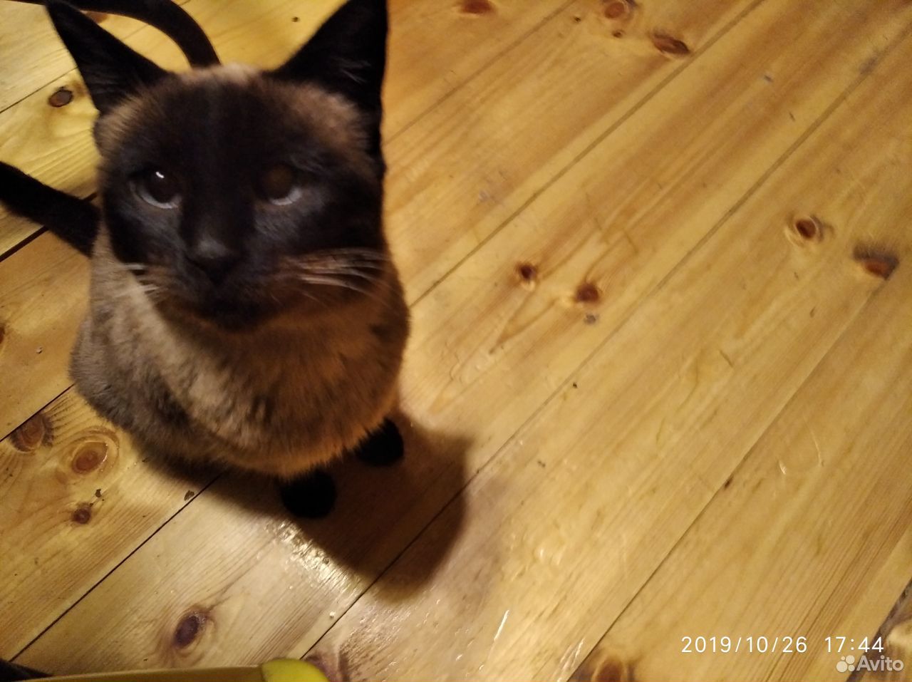 Жорик, Вишенка и Лютик ищут дом