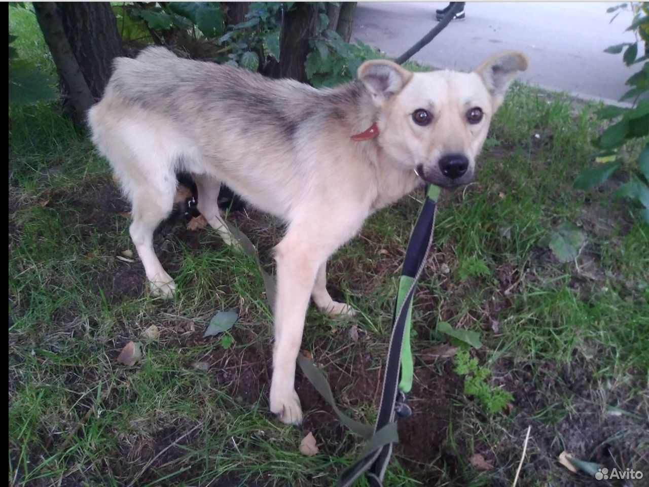 Пёсик Лорд ищет дом