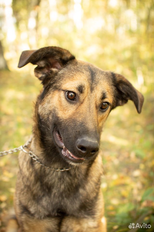 Твоё ушастое счастье Марсель заждался здесь