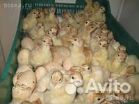 Суточные индюшата 29.05.2020