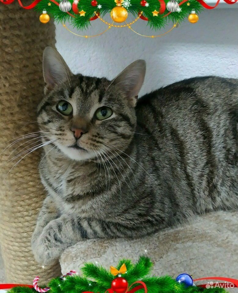 Кот Добрюша