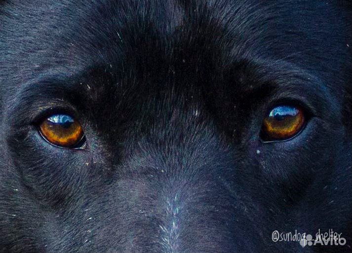 Красавчик Арни в добрые руки