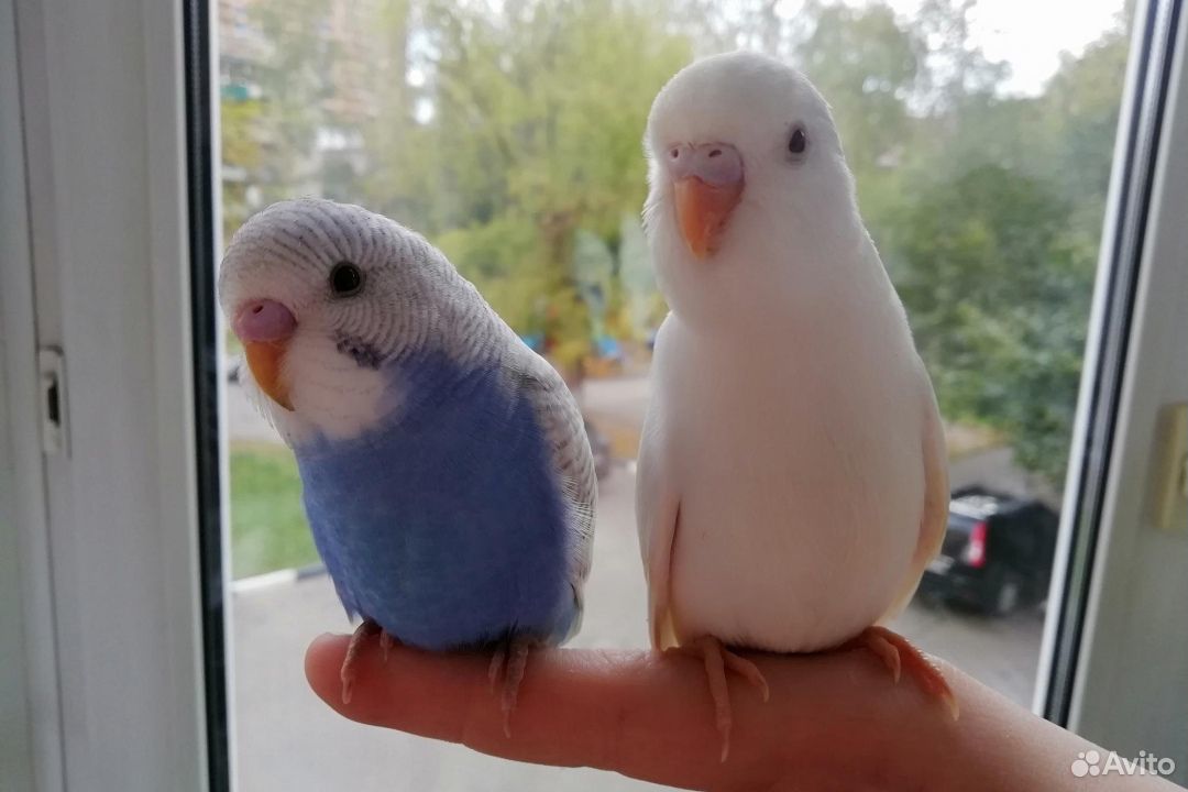 Ручные попугайчики волнистые