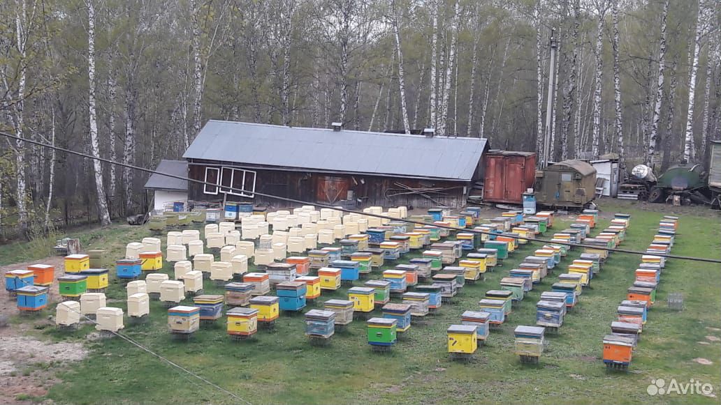 Пчелосемьи