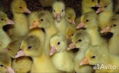 Утята,гусята
