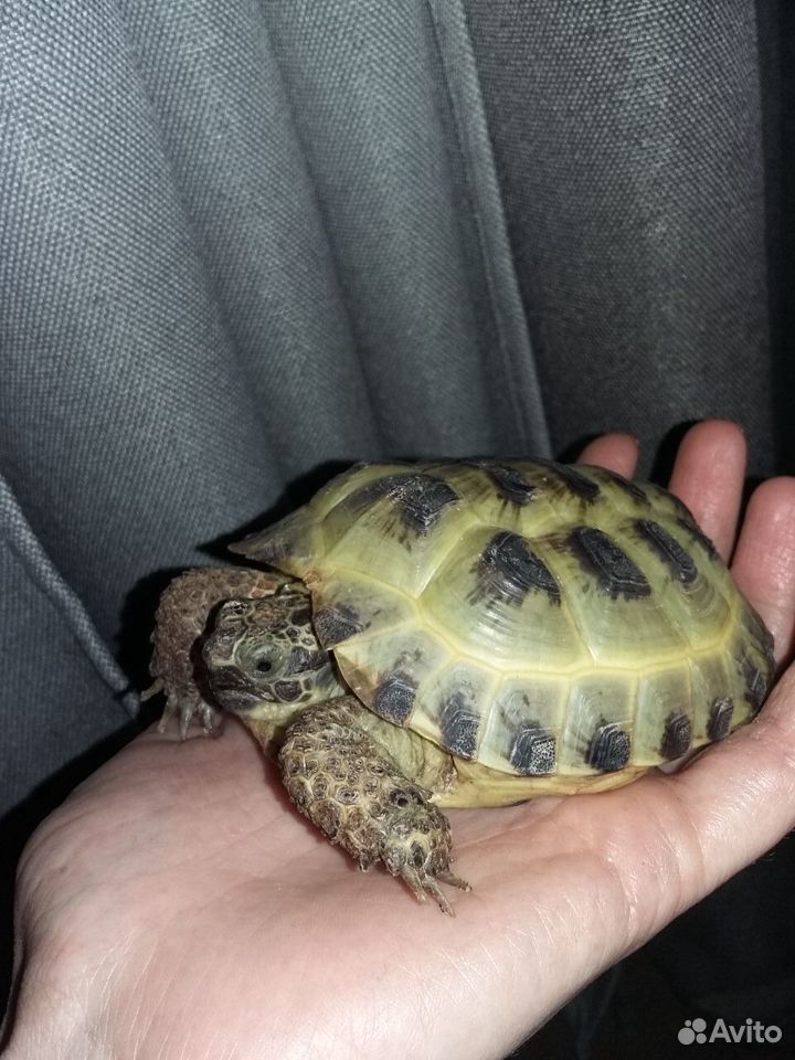 Черепаха