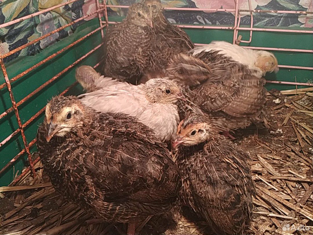 Перепела, подростки