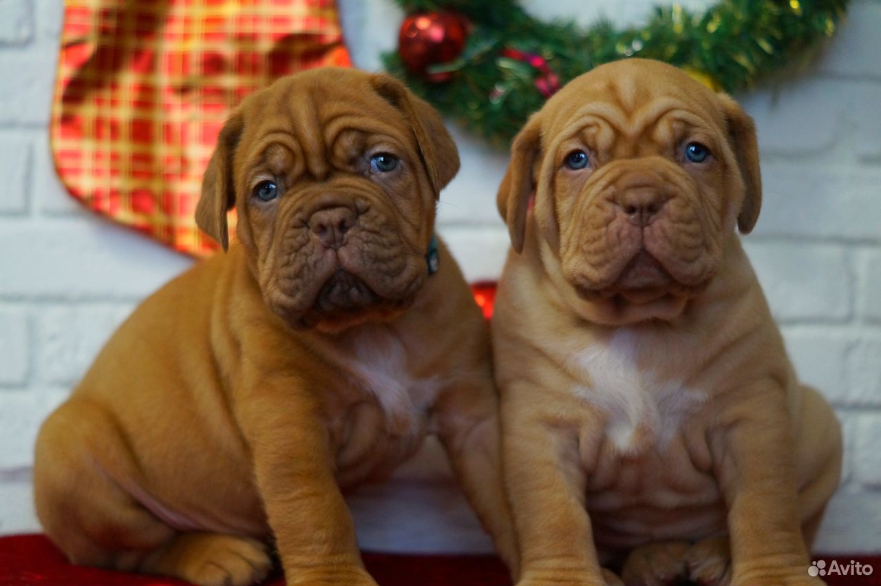 Бордоский дог