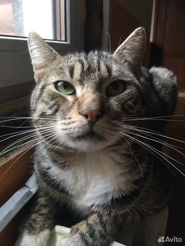 Кот Рокки