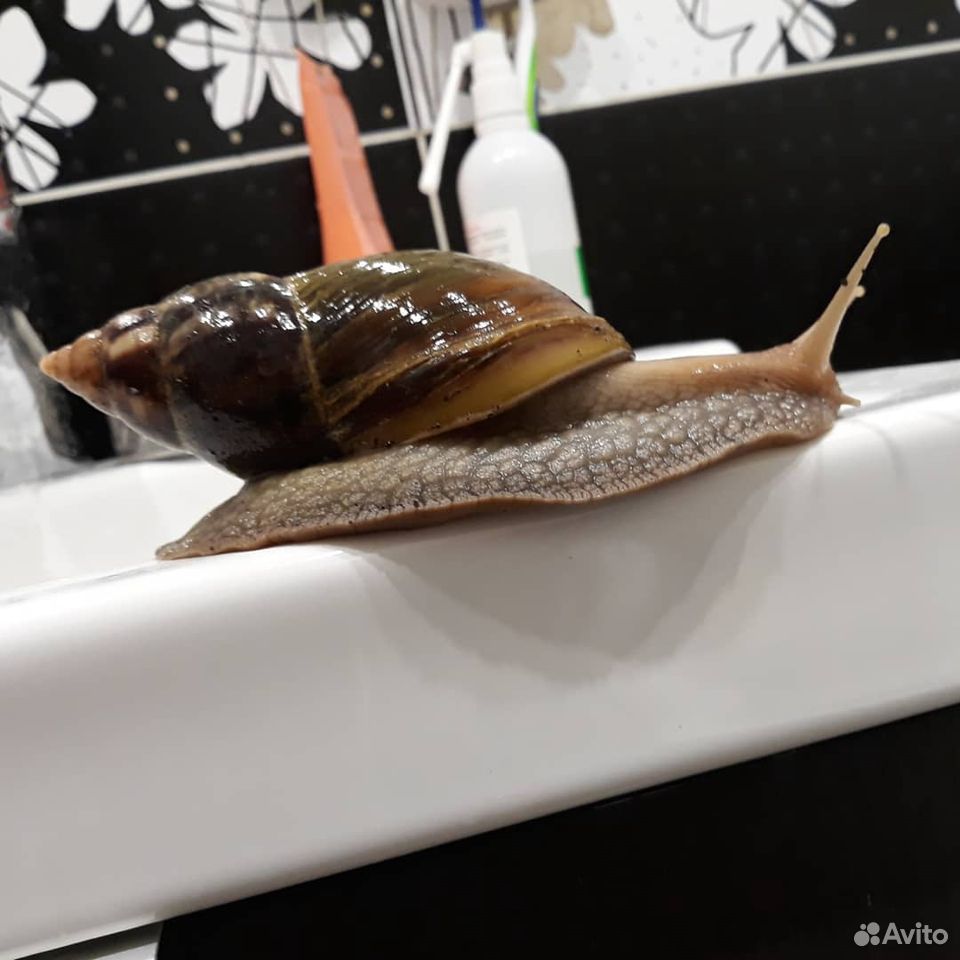 Улитки ахатины детки