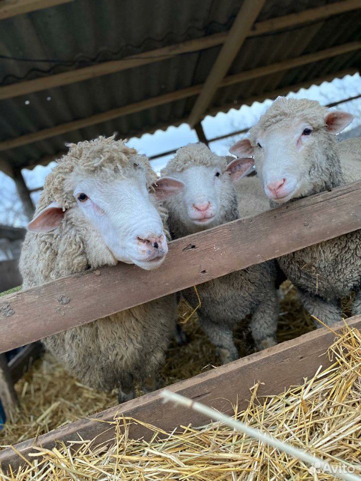 Баран северокавказской мясошерстной породы