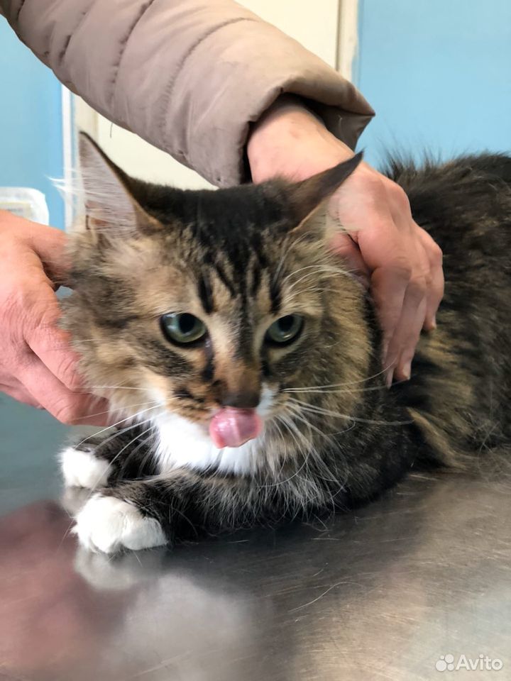 Красивая пушистая кошечка Адель 3 года ищет дом