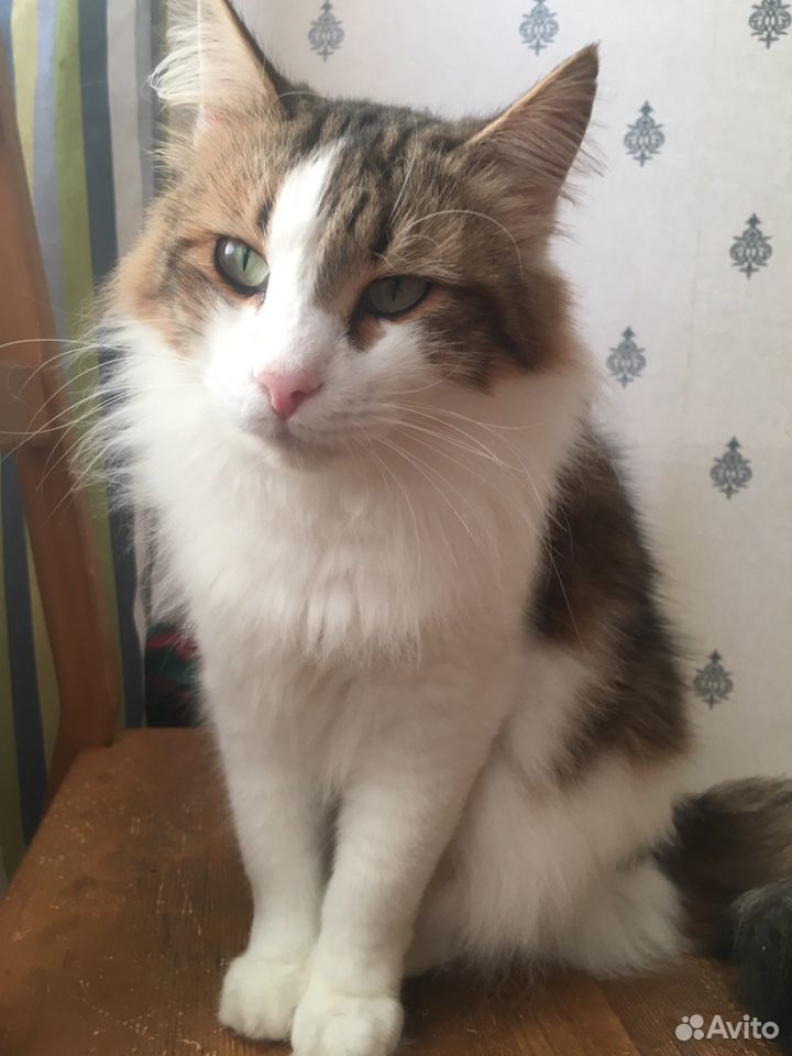 Кот Мерлин