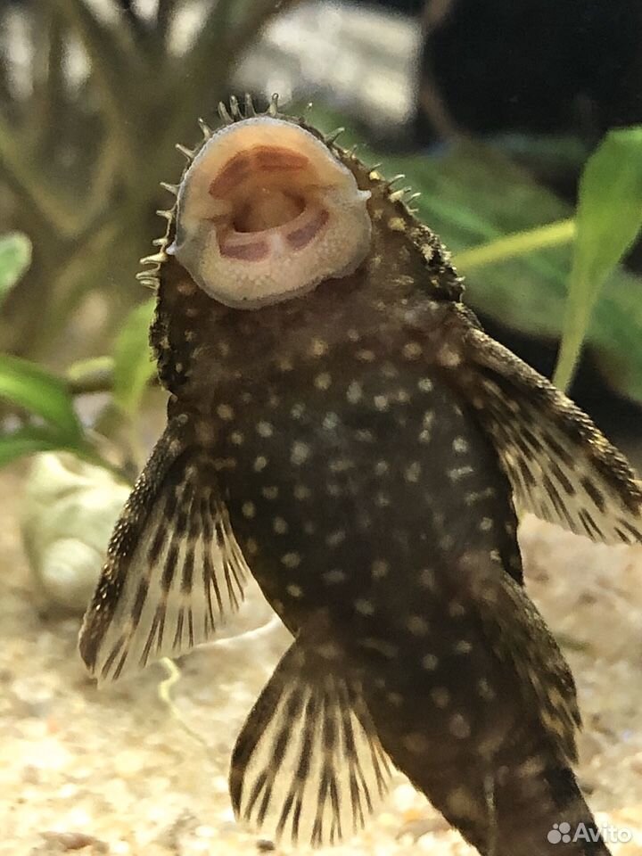 Сом Анциструс