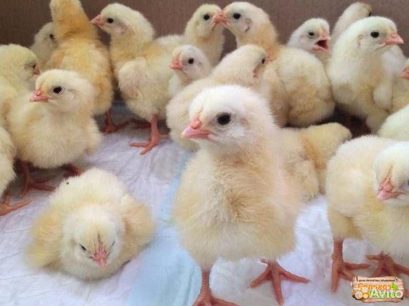 Цыплята суточные и подрощенные