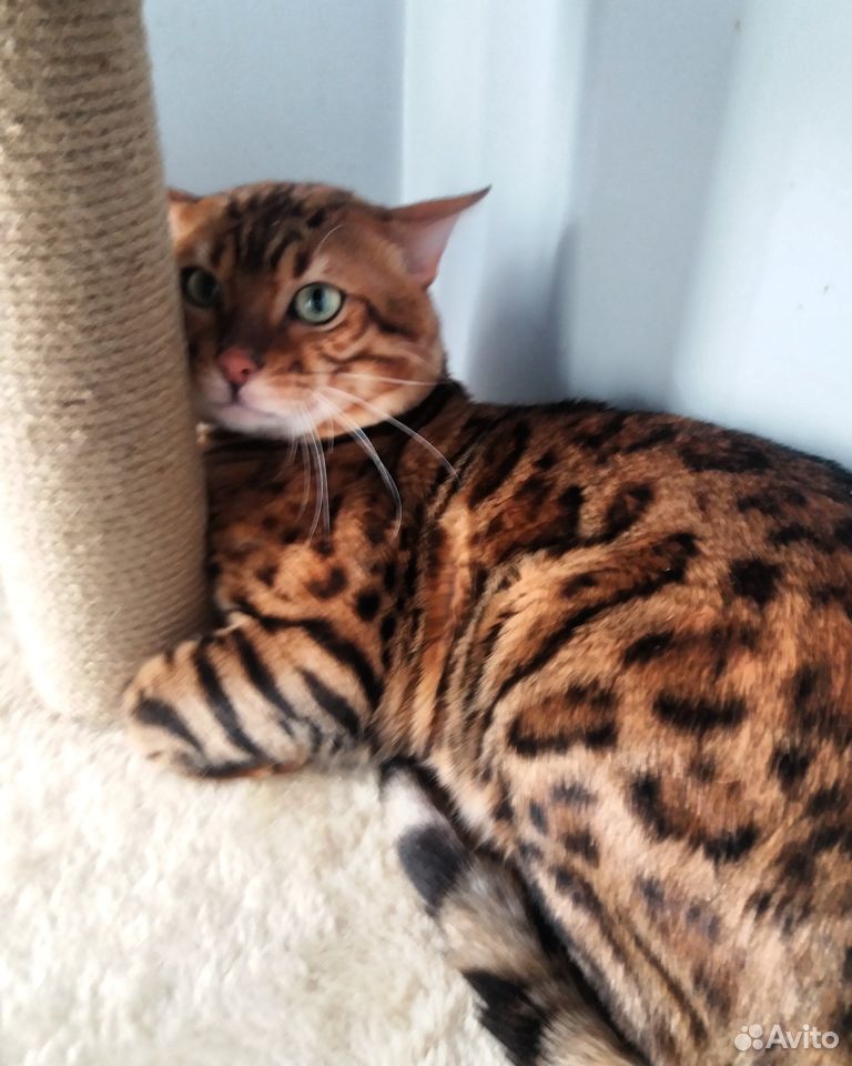 Бенгал ищет невесту