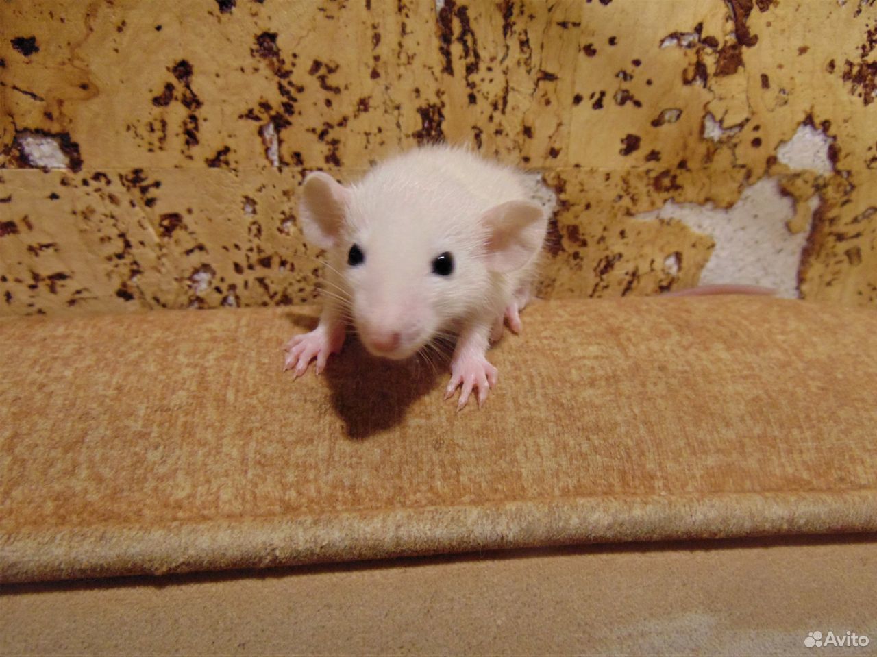 Крысята - девчата дамбо, стандарт, клетки, гамаки