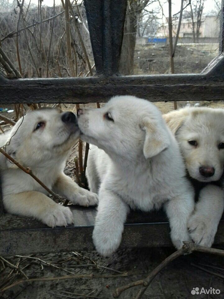 Щенки в добрые руки