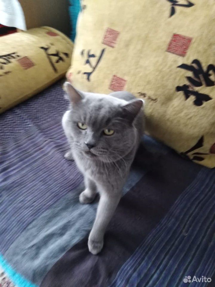 Британец-мистер Грэй-50 оттенков серого