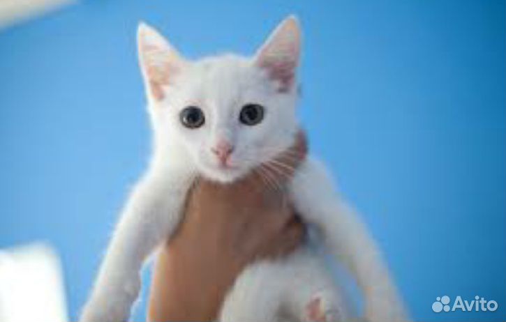 Мурзик возраст 4 мес