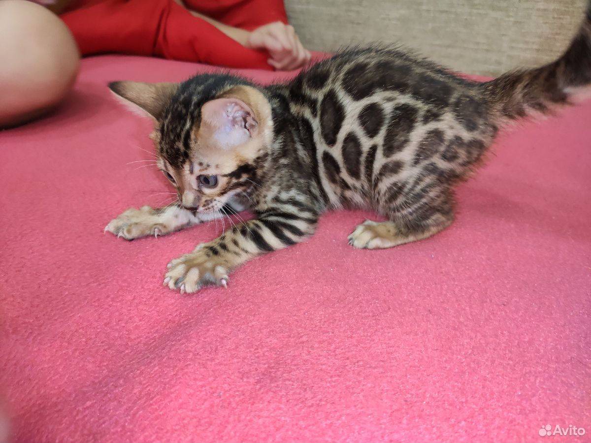 Бенгальские котятки