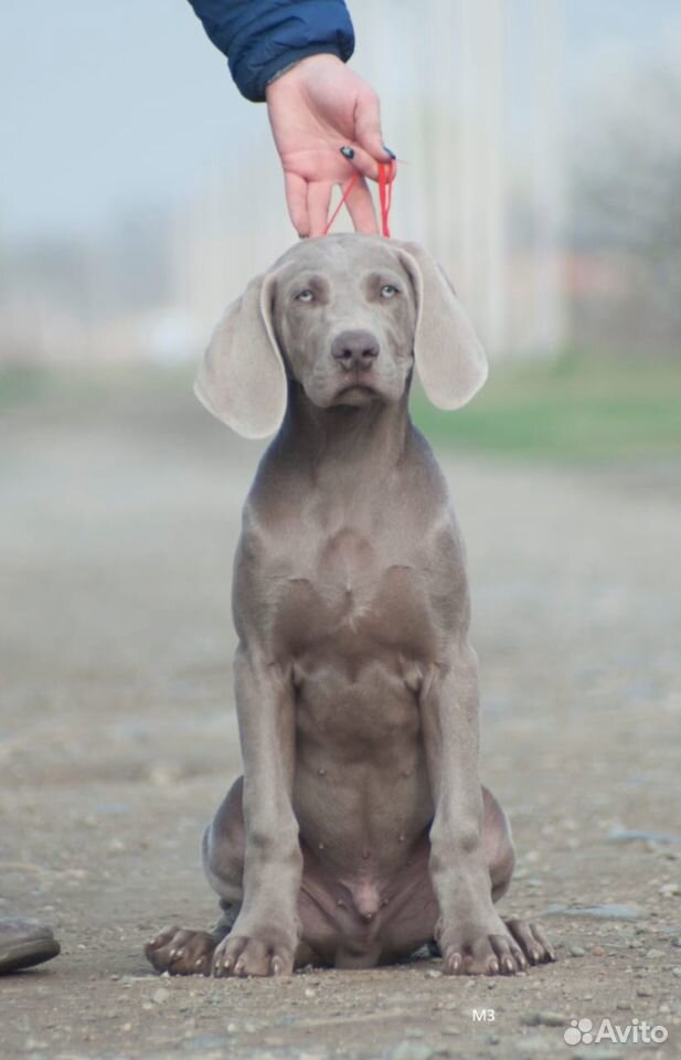 Веймаранер. Веймарская легавая