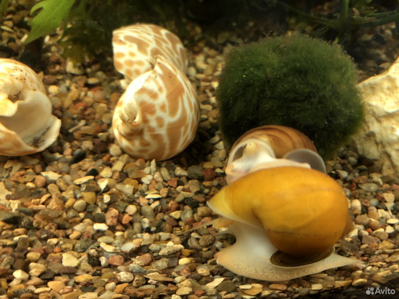 Улитки ампулярии, детки 2 см