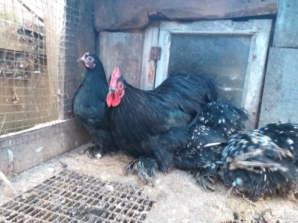 Куры петухи индюки и утки