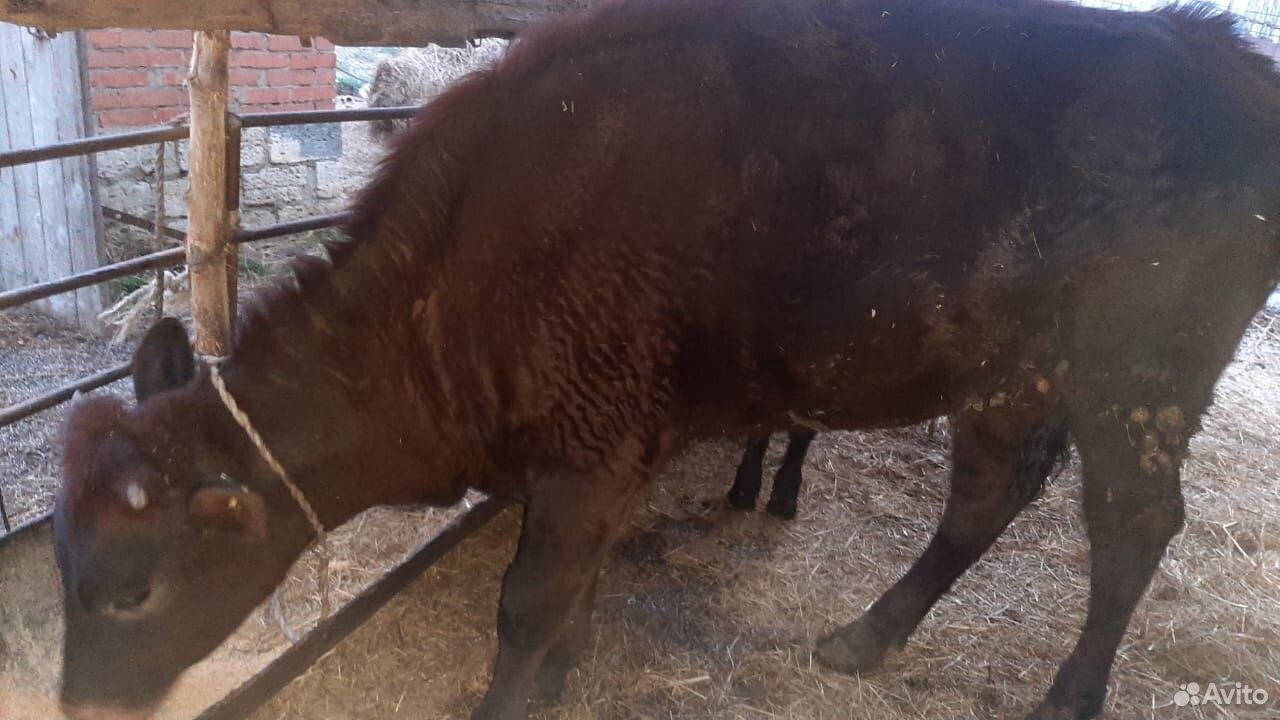 Стельные тёлочки