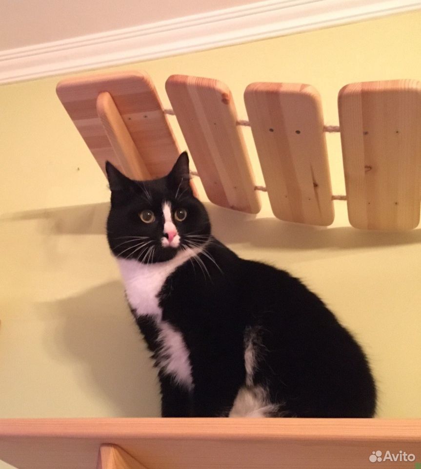 Котик Графит