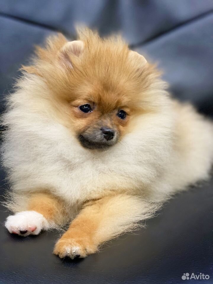 Мини малышка Шпица