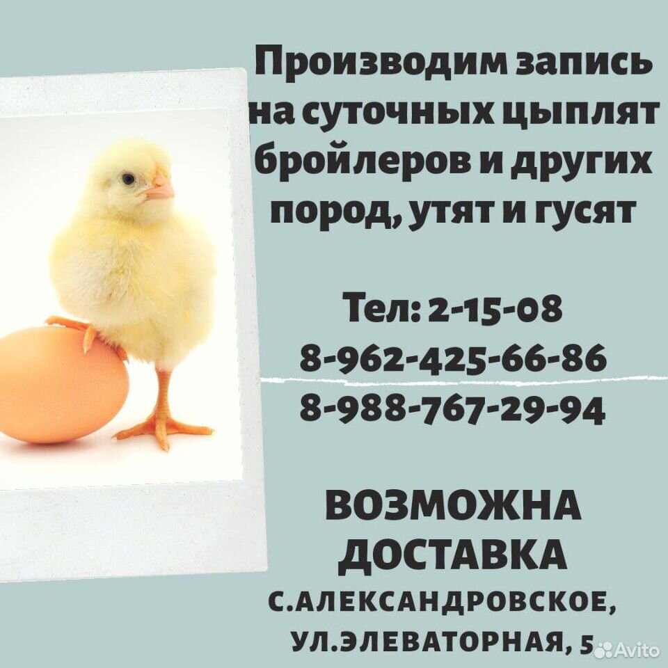 Цыплята, утята, гусята