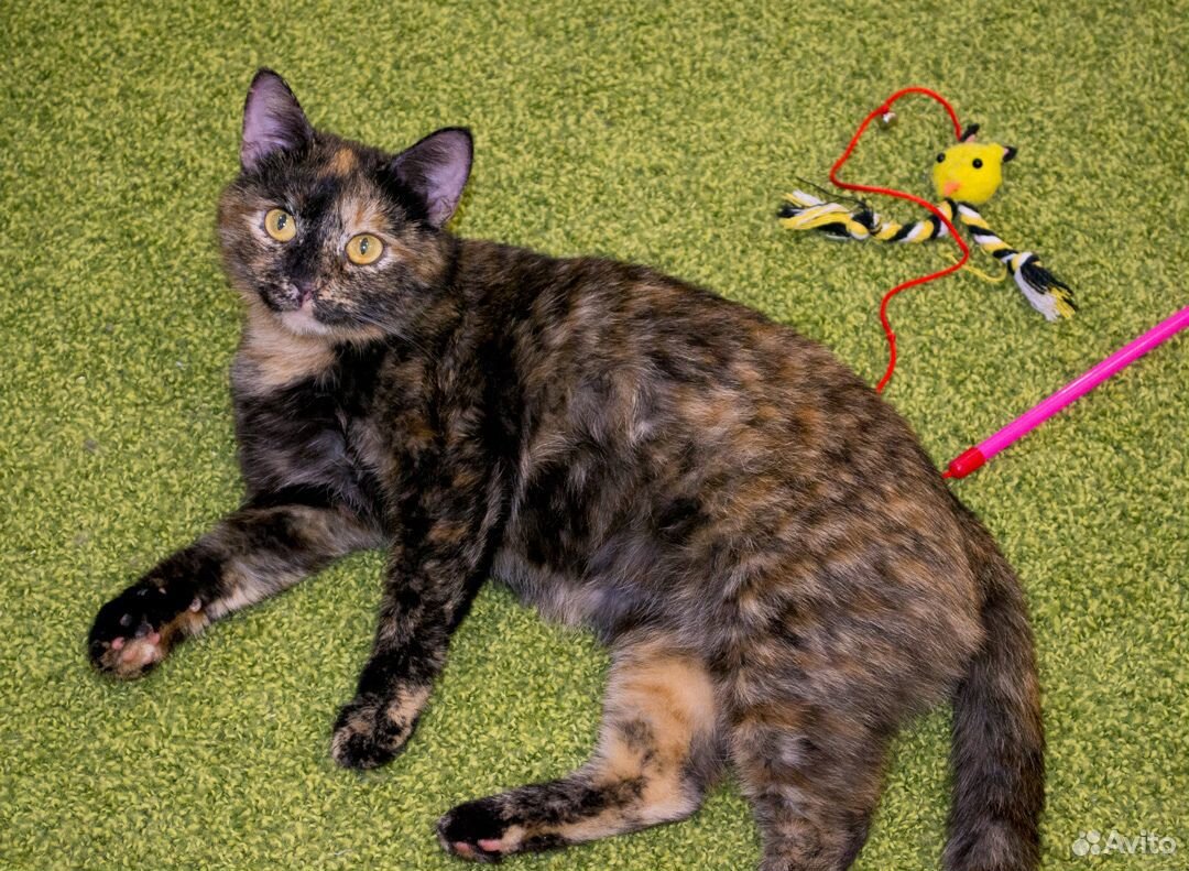 Баффи ищет дом