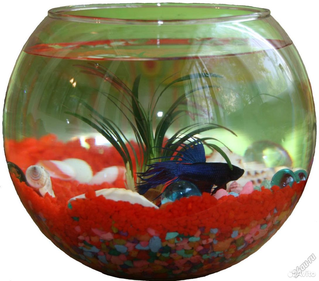 Набор аквариум с рыбкой + флорариум с суккулентами