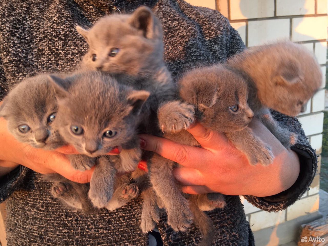 Продаю котят