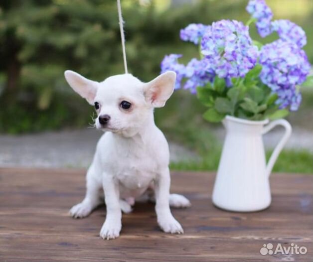 Нежные - белоснежные