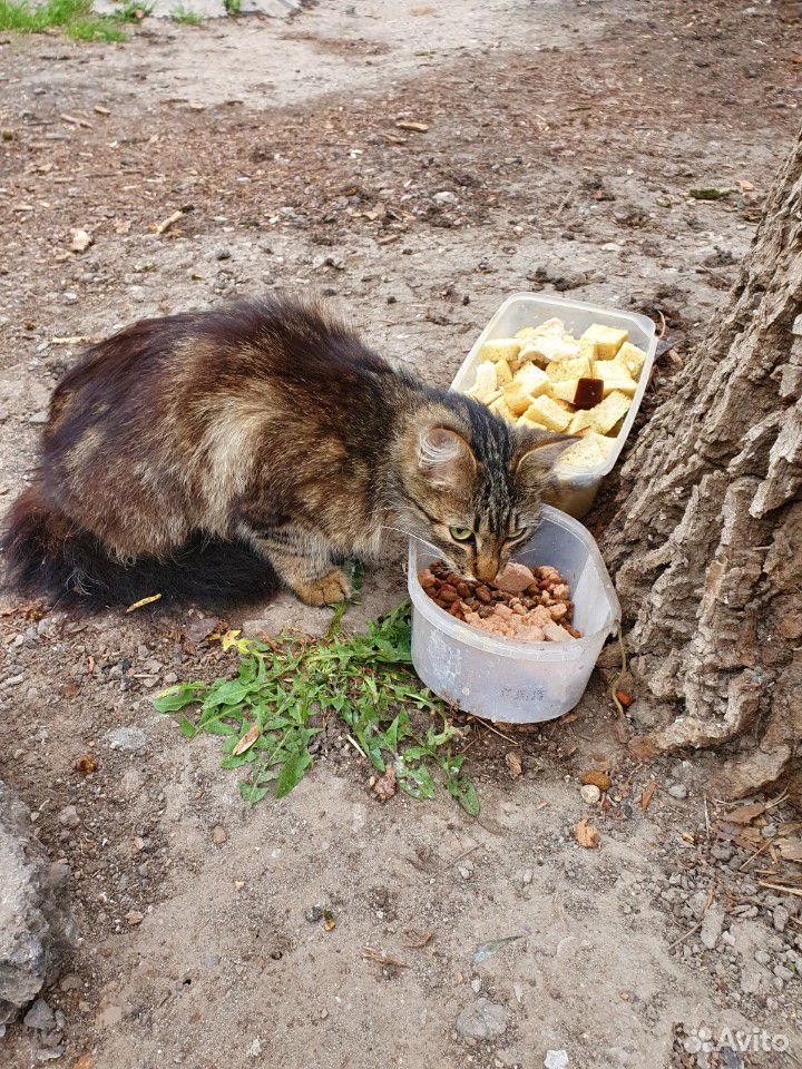 Выкинули котёнка, помесь с Сибирской