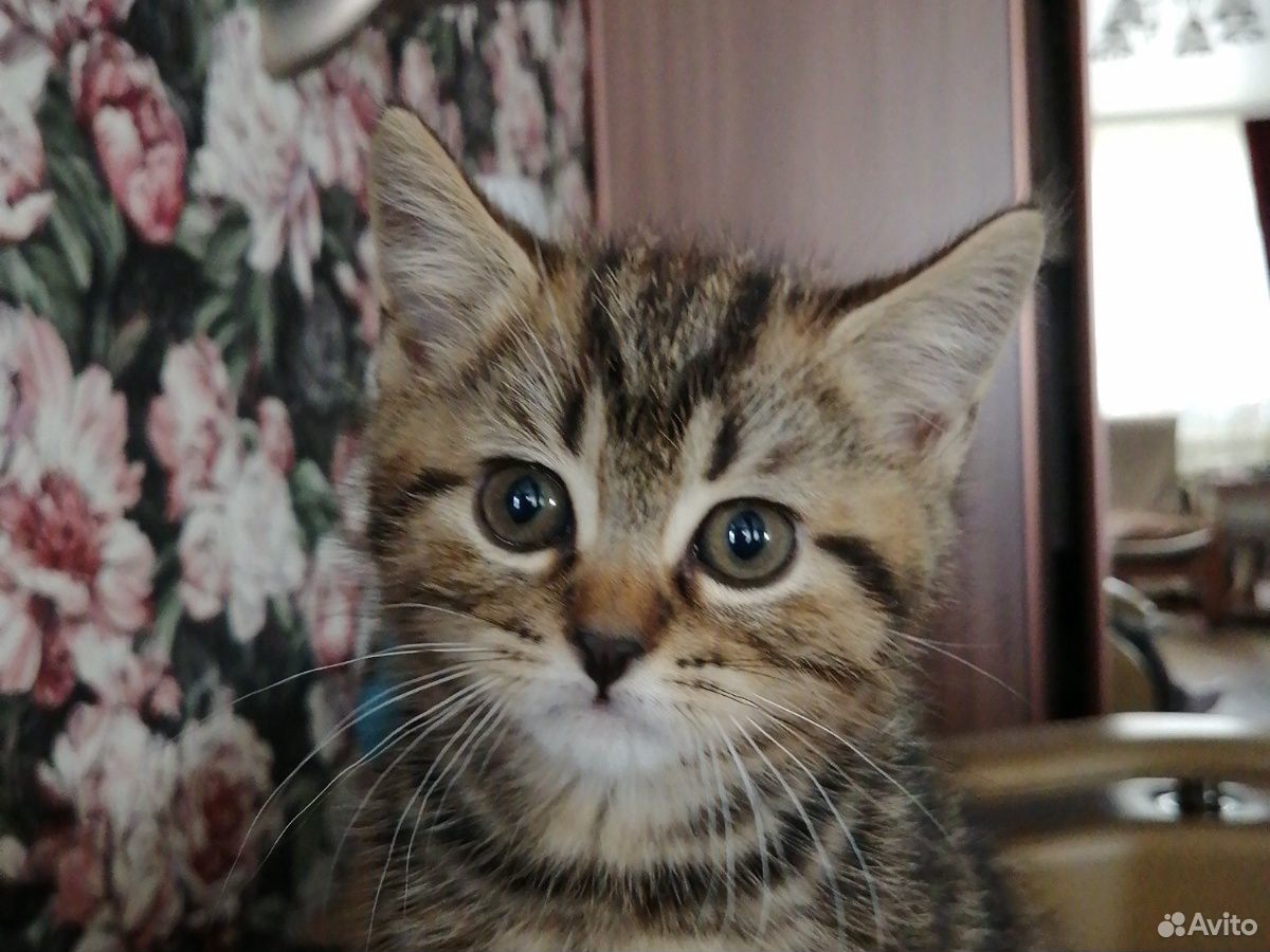 Британский красавец, мраморной окраски