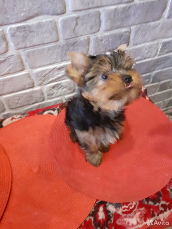 Йоркширский терьер