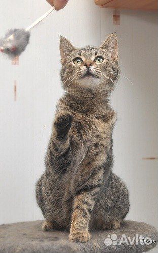 Подарите Арише дом