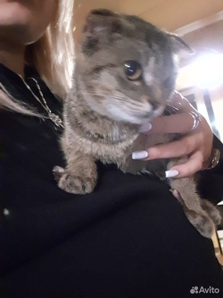 Отдадим вислоухого котёнка в добрые руки очень умн
