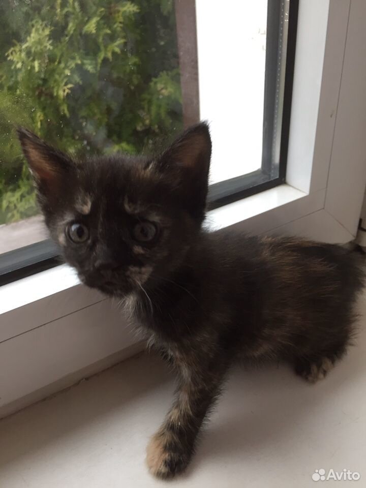 Продаю кошку