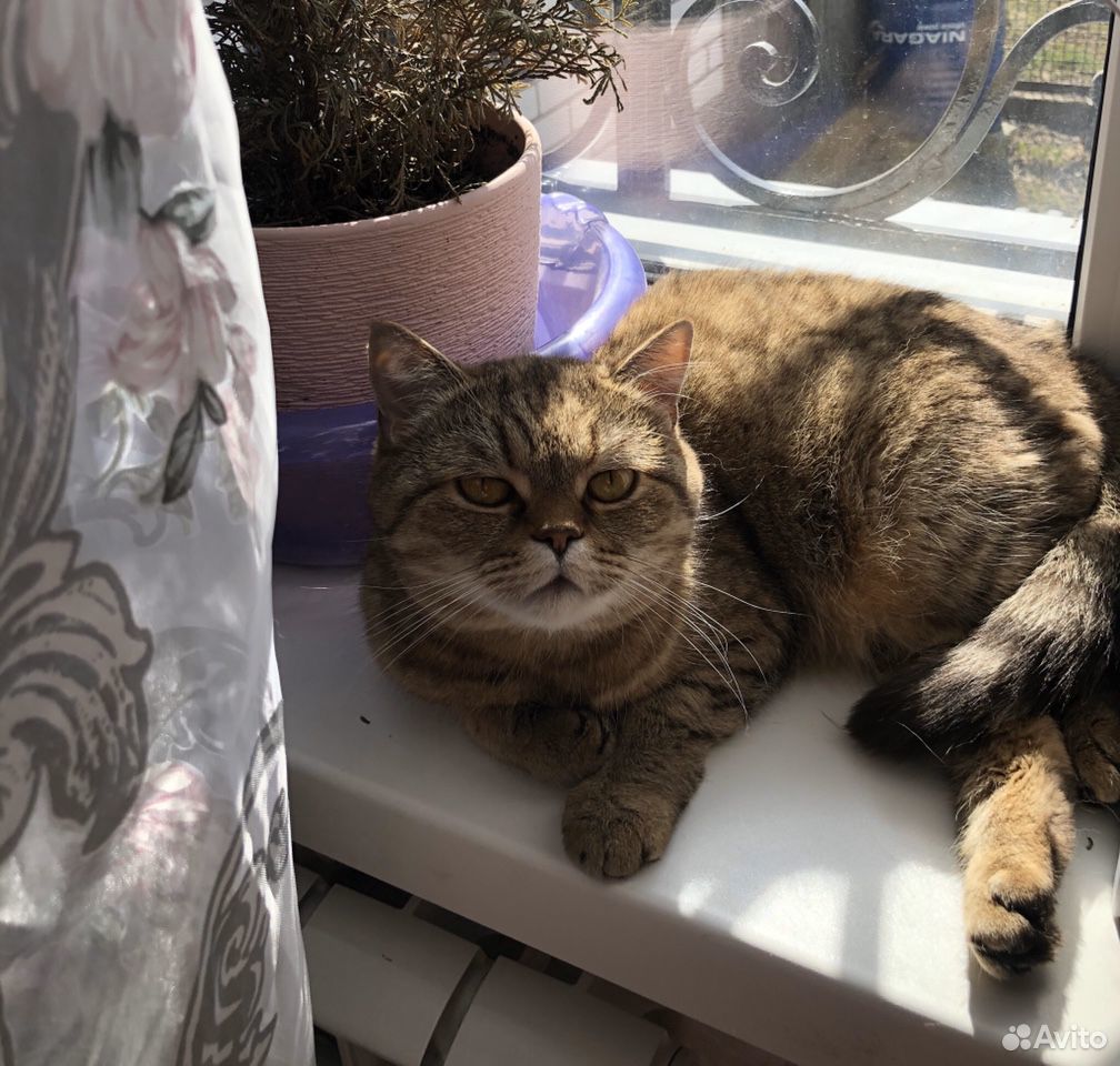 Кошка британец