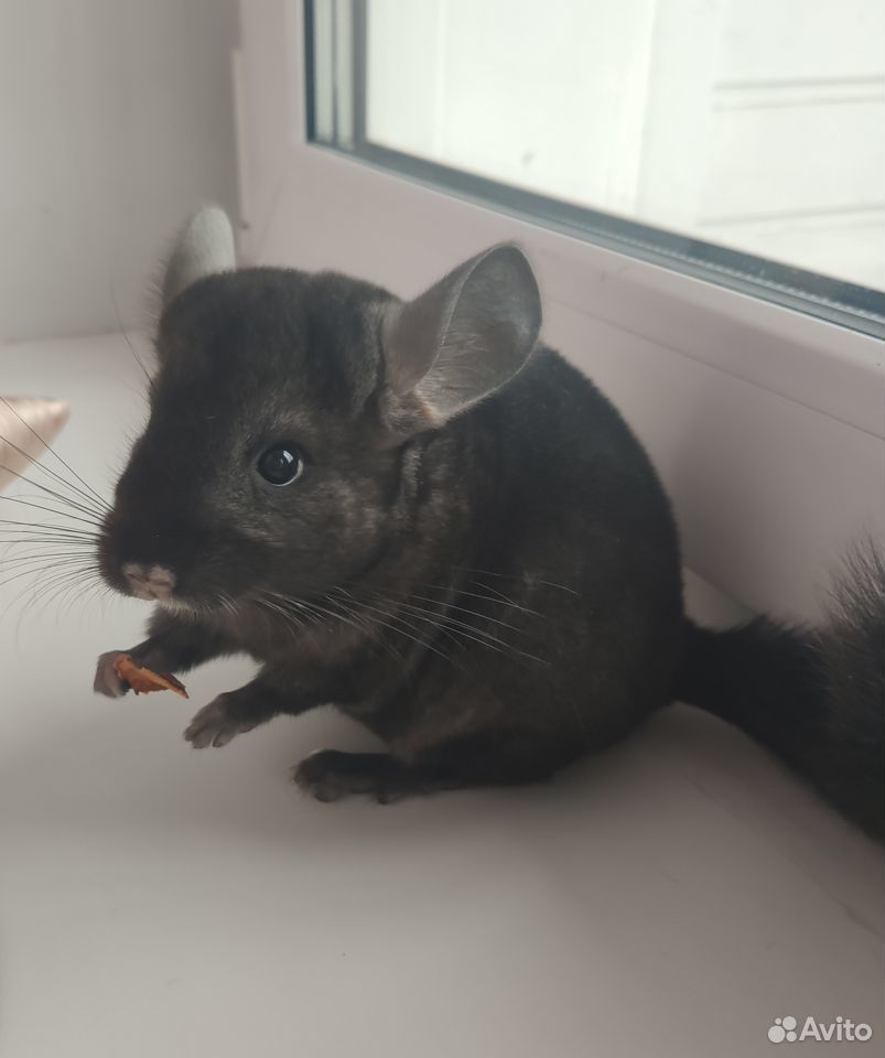 Шиншилла (девочка, 4 мес)