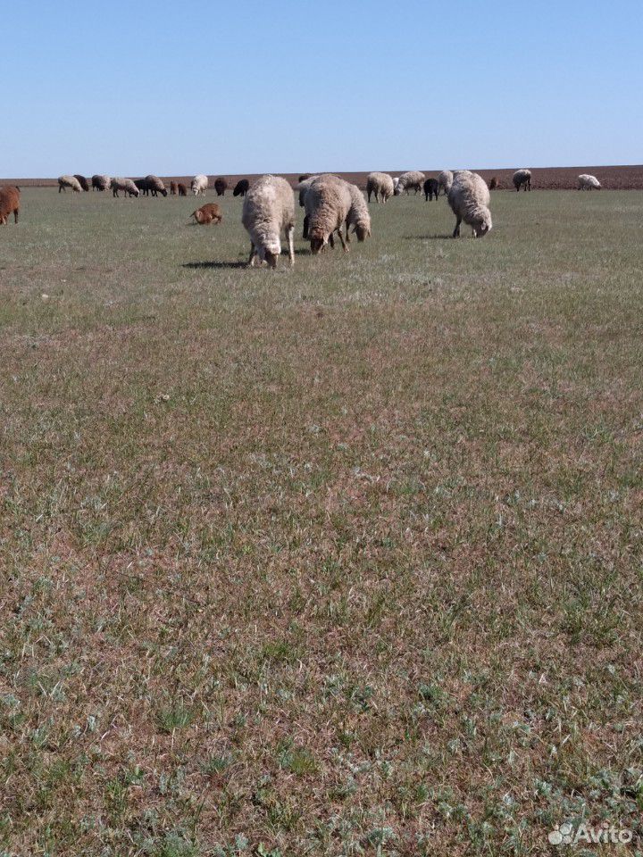 Валухи баранчики