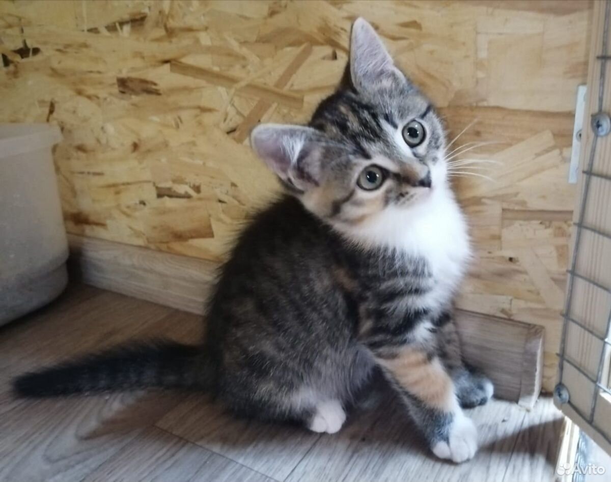 Котёнок 2 месяца, пёстрая девочка