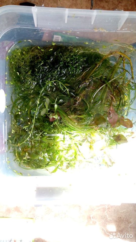 Растения и мох для аквариума вместе