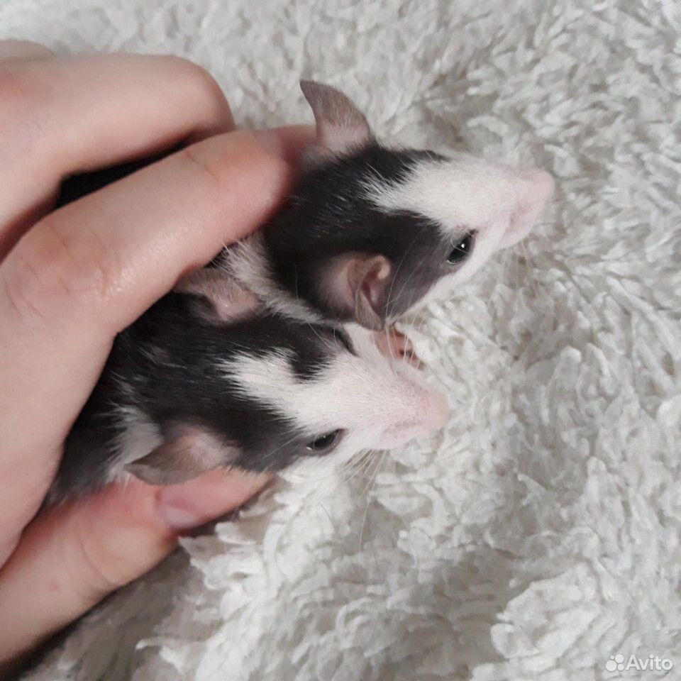 Крысы,крысята Хаски